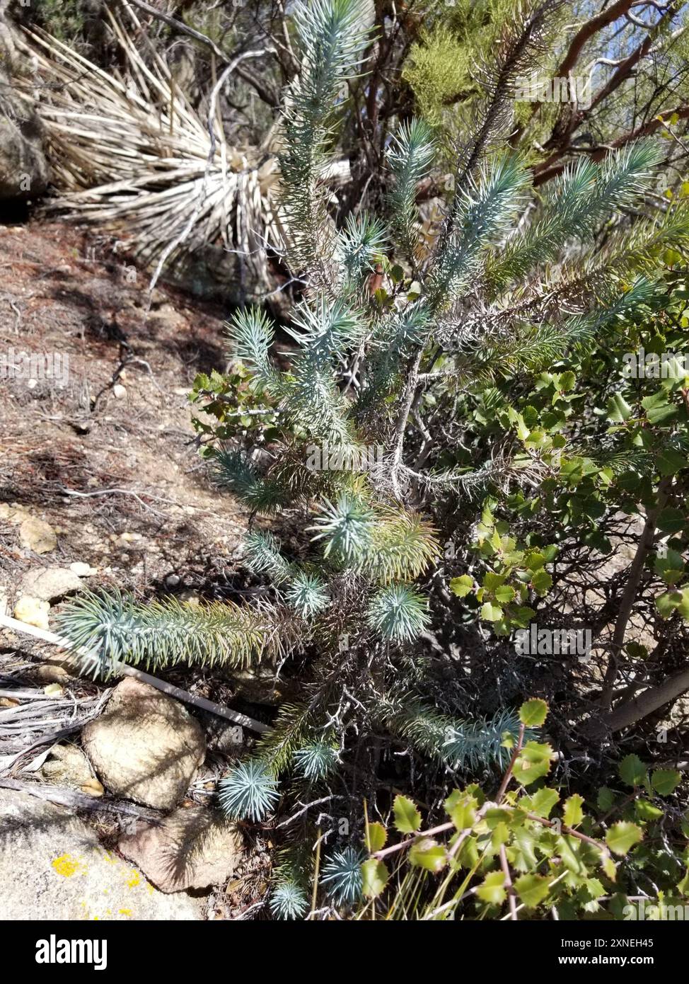 Parry pinyon (Pinus quadrifolia) Plantae Stock Photo - Alamy