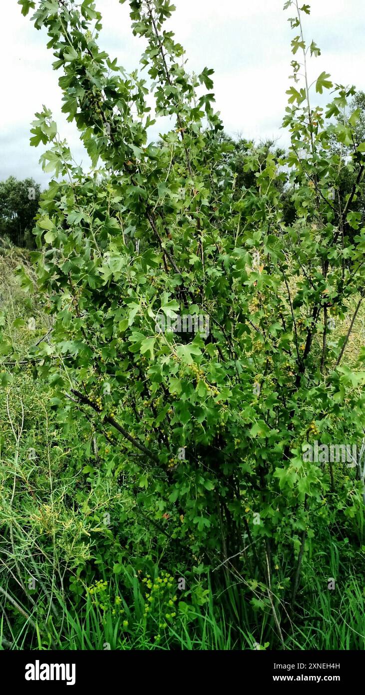 golden currant (Ribes aureum) Plantae Stock Photo - Alamy