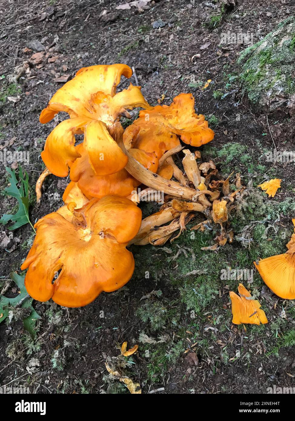 Eastern American jack-o'-lantern (Omphalotus illudens) Fungi Stock ...