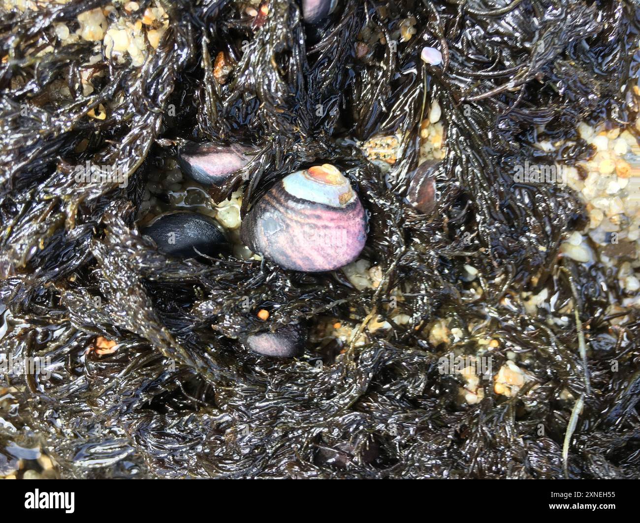 Black Tegula (Tegula funebralis) Mollusca Stock Photo - Alamy