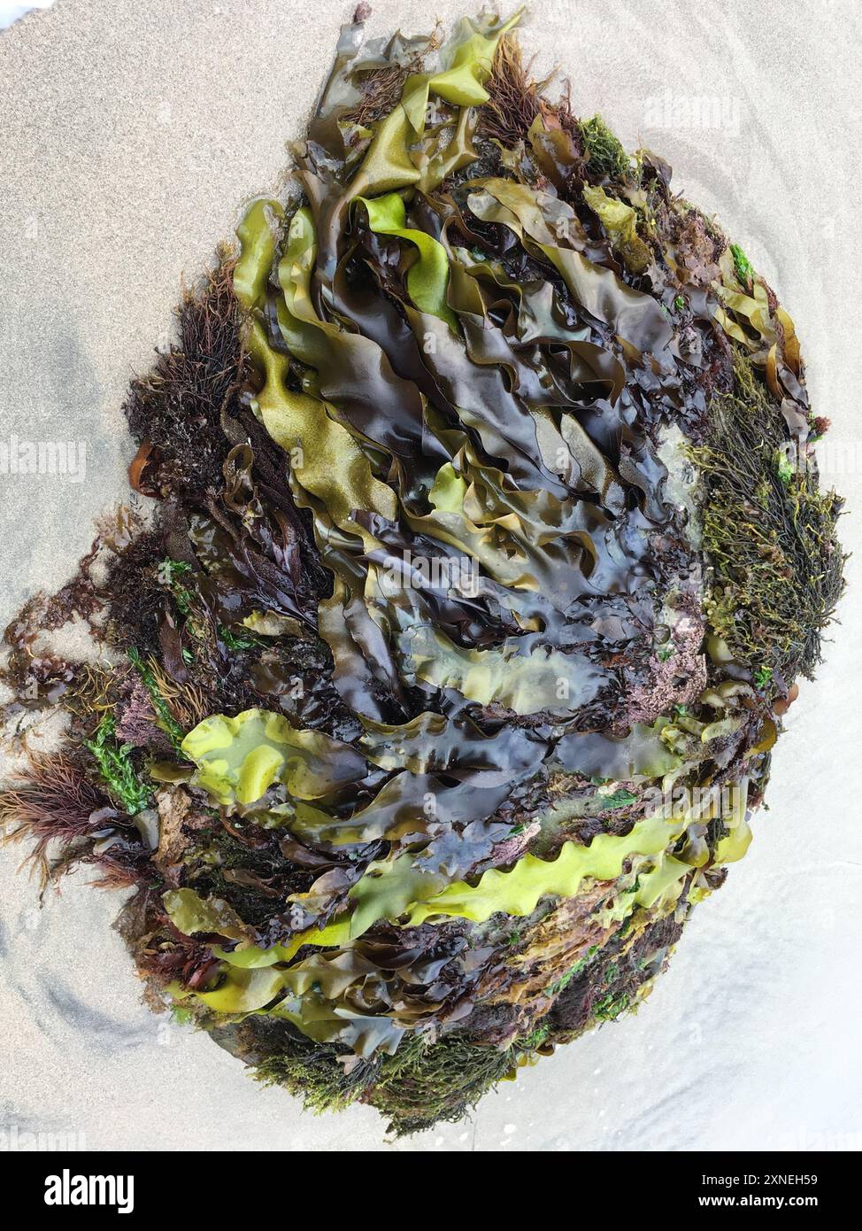 Iridescent Algae (Mazzaella) Plantae Stock Photo - Alamy