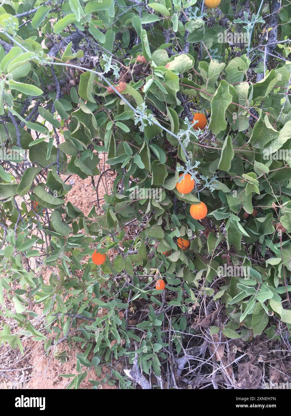 wareque (Ibervillea sonorae) Plantae Stock Photo - Alamy