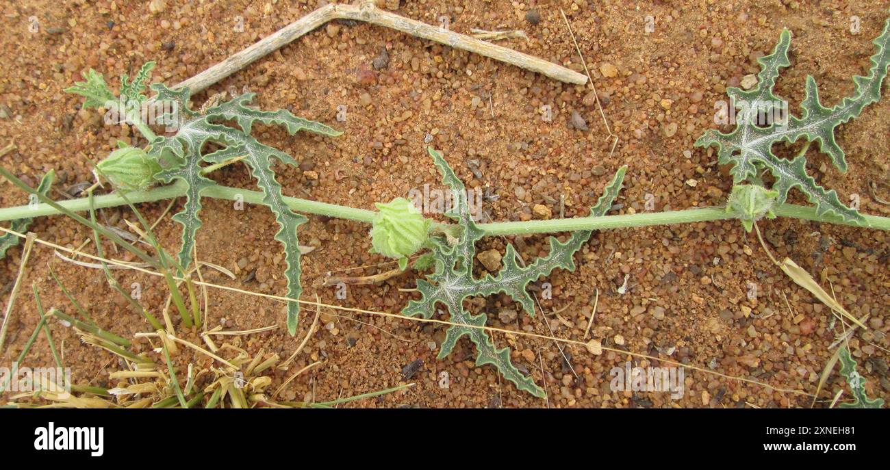 Gemsbok cucumber (Citrullus naudinianus) Plantae Stock Photo - Alamy