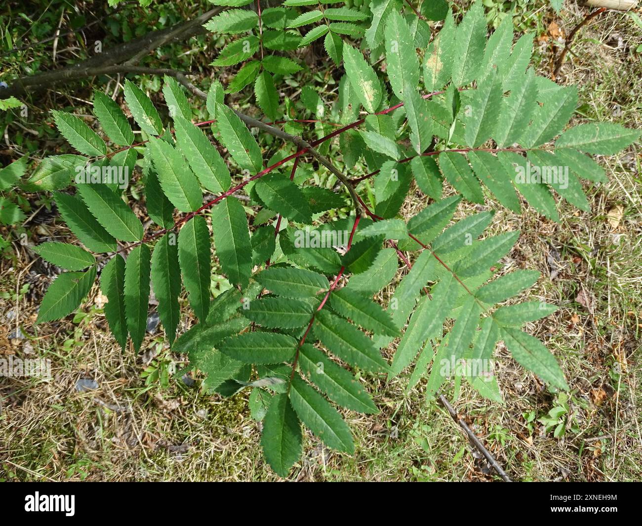showy mountain-ash (Sorbus decora) Plantae Stock Photo - Alamy