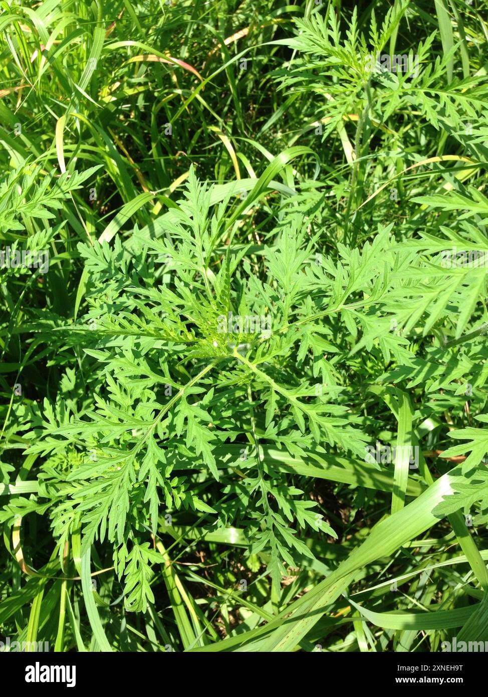 common ragweed (Ambrosia artemisiifolia) Plantae Stock Photo - Alamy