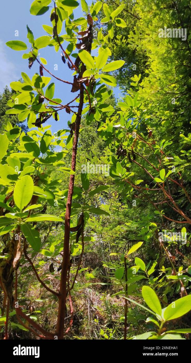 Pacific madrone (Arbutus menziesii) Plantae Stock Photo - Alamy
