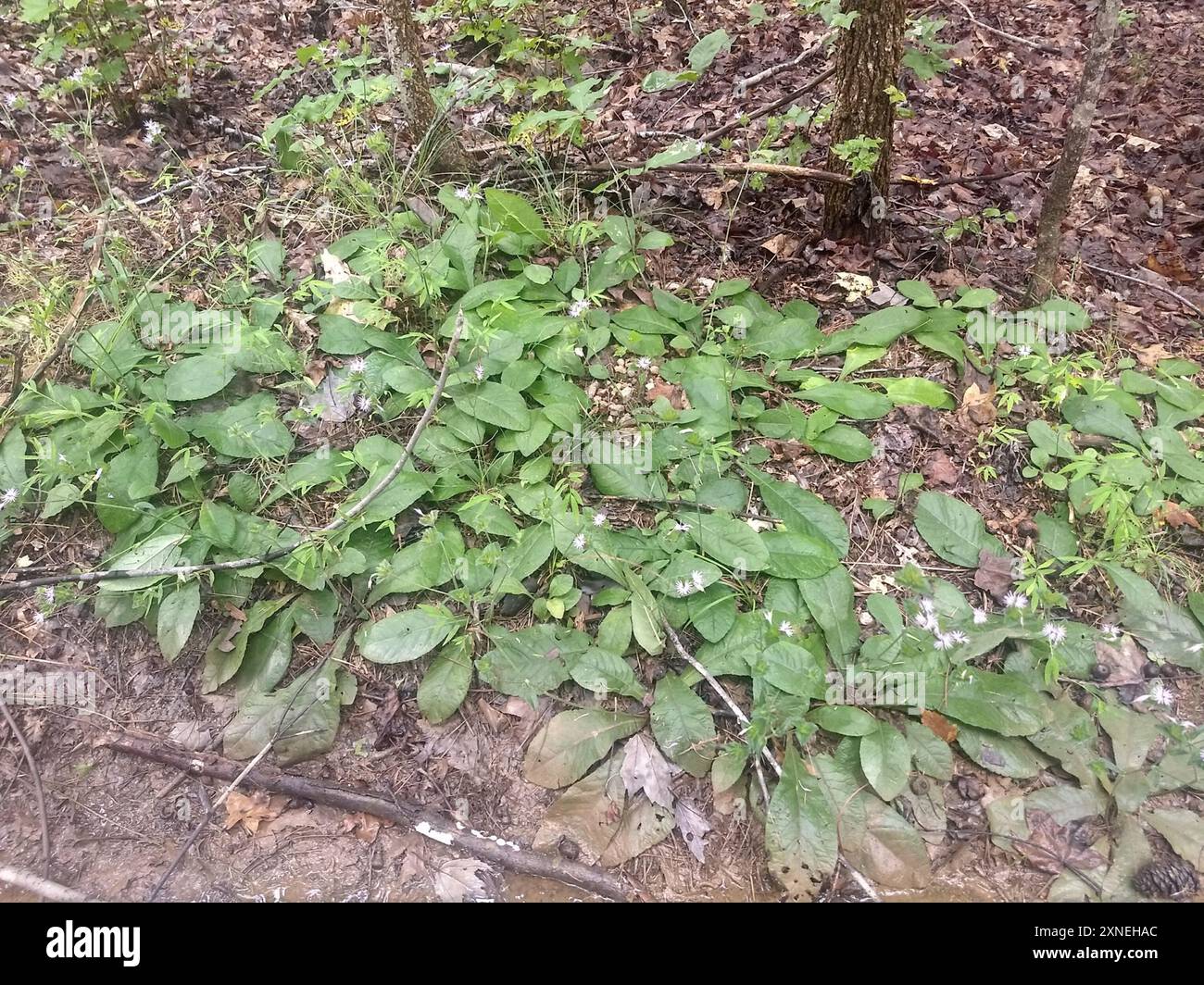 common elephant's-foot (Elephantopus tomentosus) Plantae Stock Photo ...