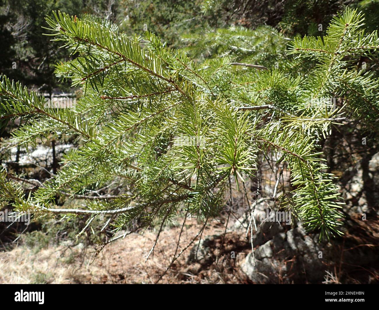 pine family (Pinaceae) Plantae Stock Photo - Alamy