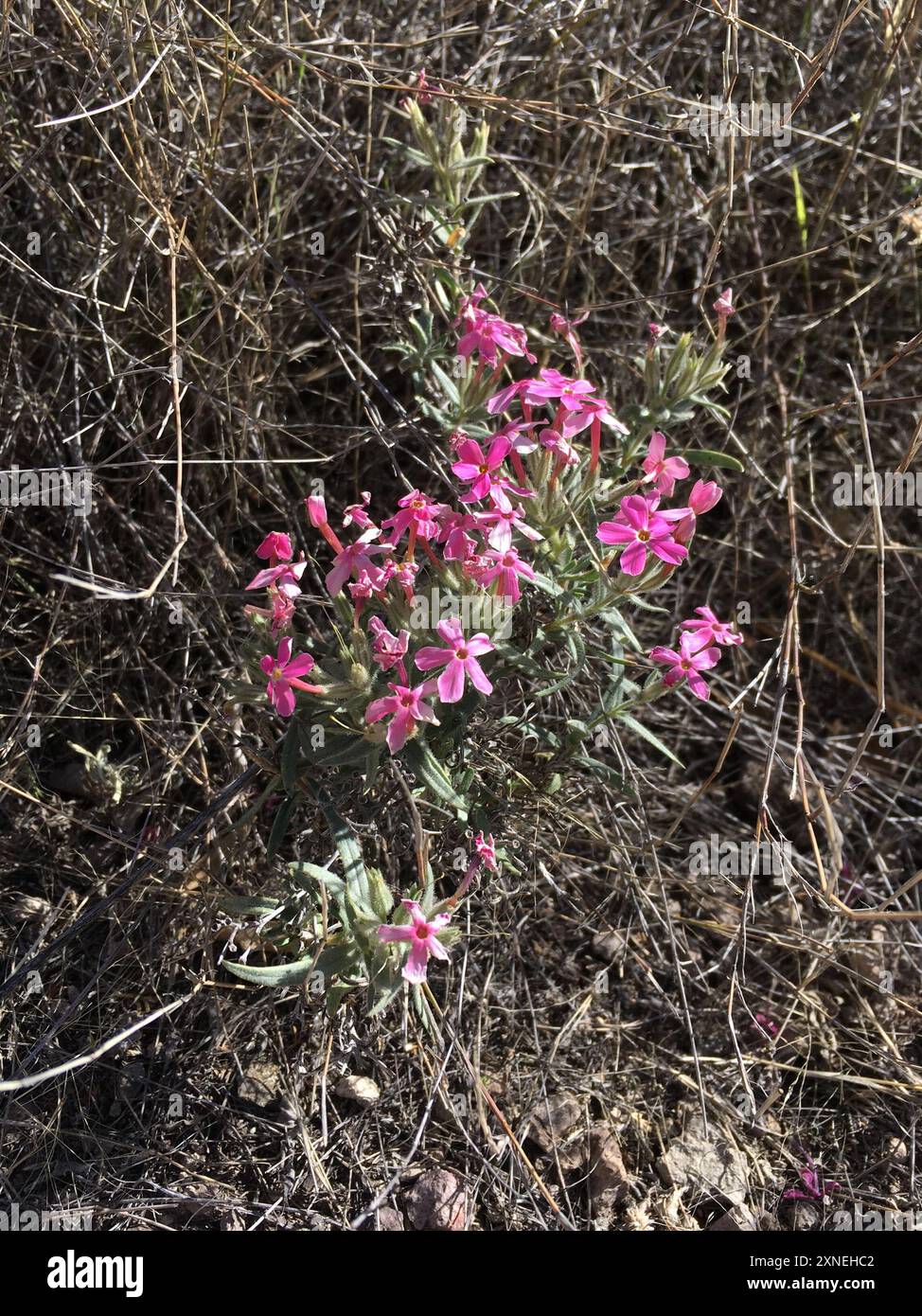 Longleaf Phlox (Phlox longifolia) Plantae Stock Photo - Alamy