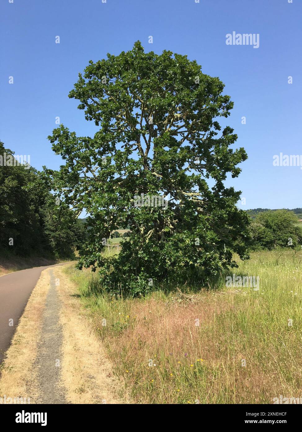 Oregon oak (Quercus garryana) Plantae Stock Photo - Alamy