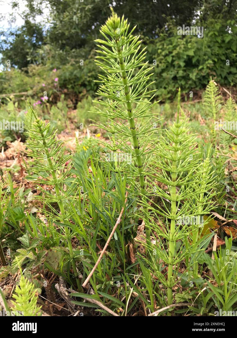 great horsetail (Equisetum telmateia) Plantae Stock Photo - Alamy