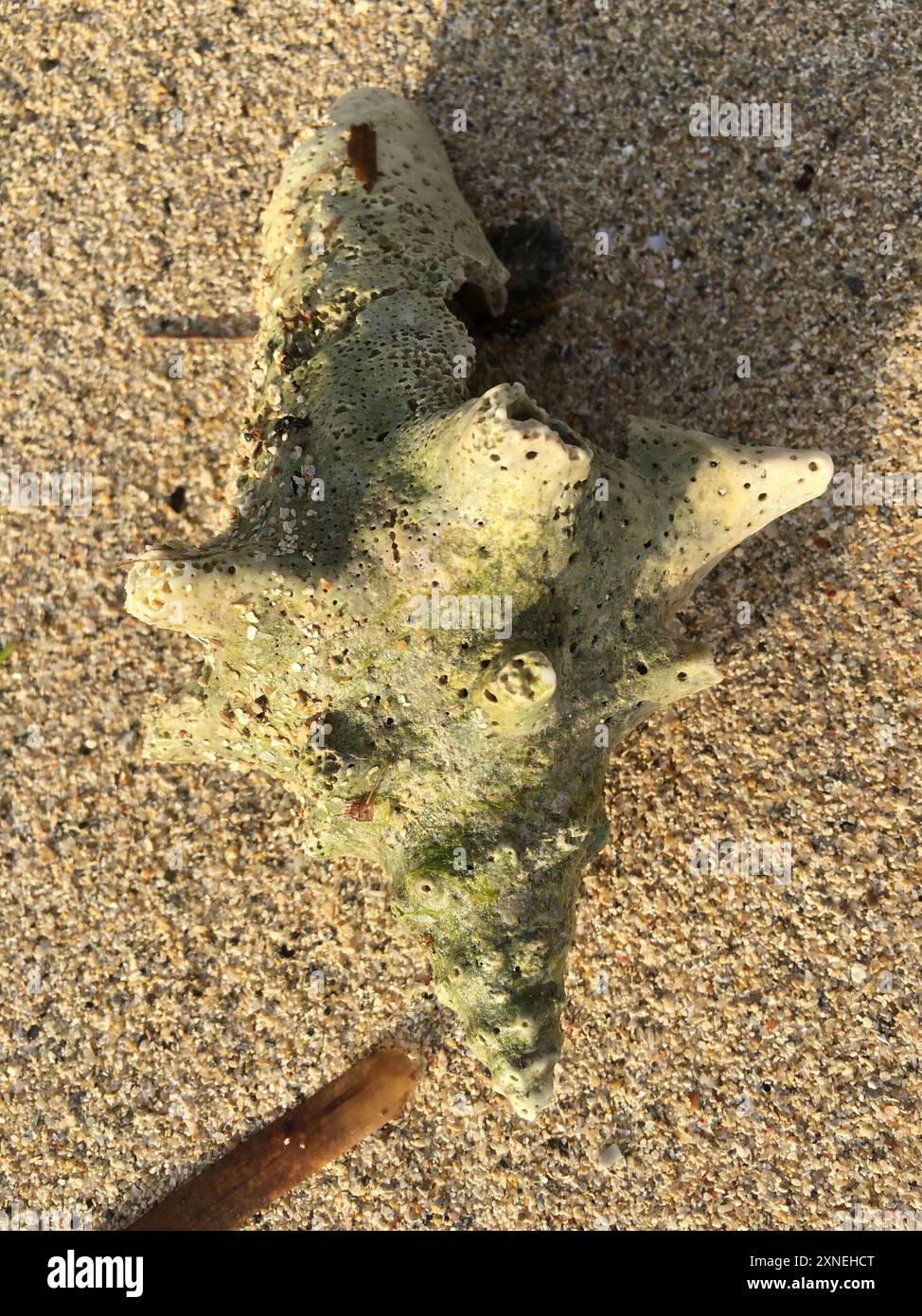 Queen Conch (Aliger gigas) Mollusca Stock Photo - Alamy