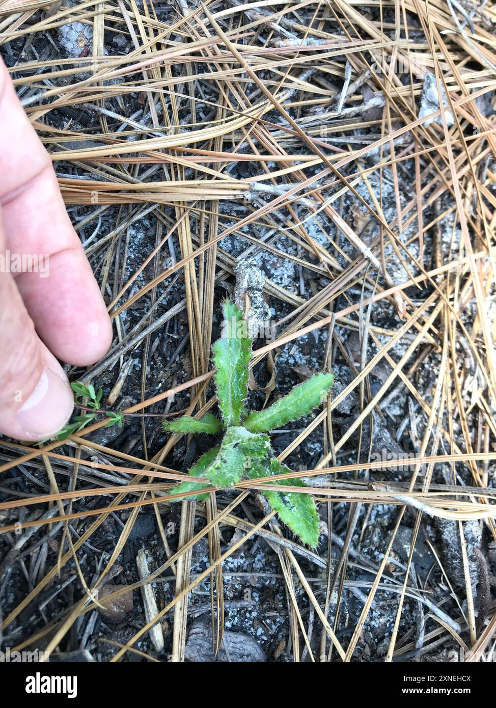 sandhill thistle (Cirsium repandum) Plantae Stock Photo - Alamy