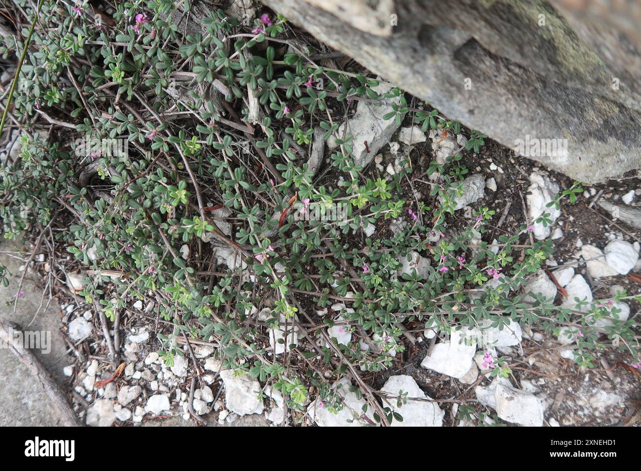 Indigofera outrampsii MS (Indigofera outrampsii) Plantae Stock Photo ...