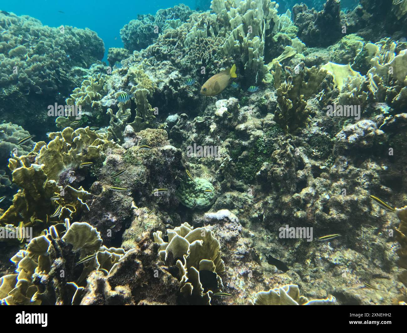 Yellowtail Damselfish (Microspathodon chrysurus) Actinopterygii Stock ...