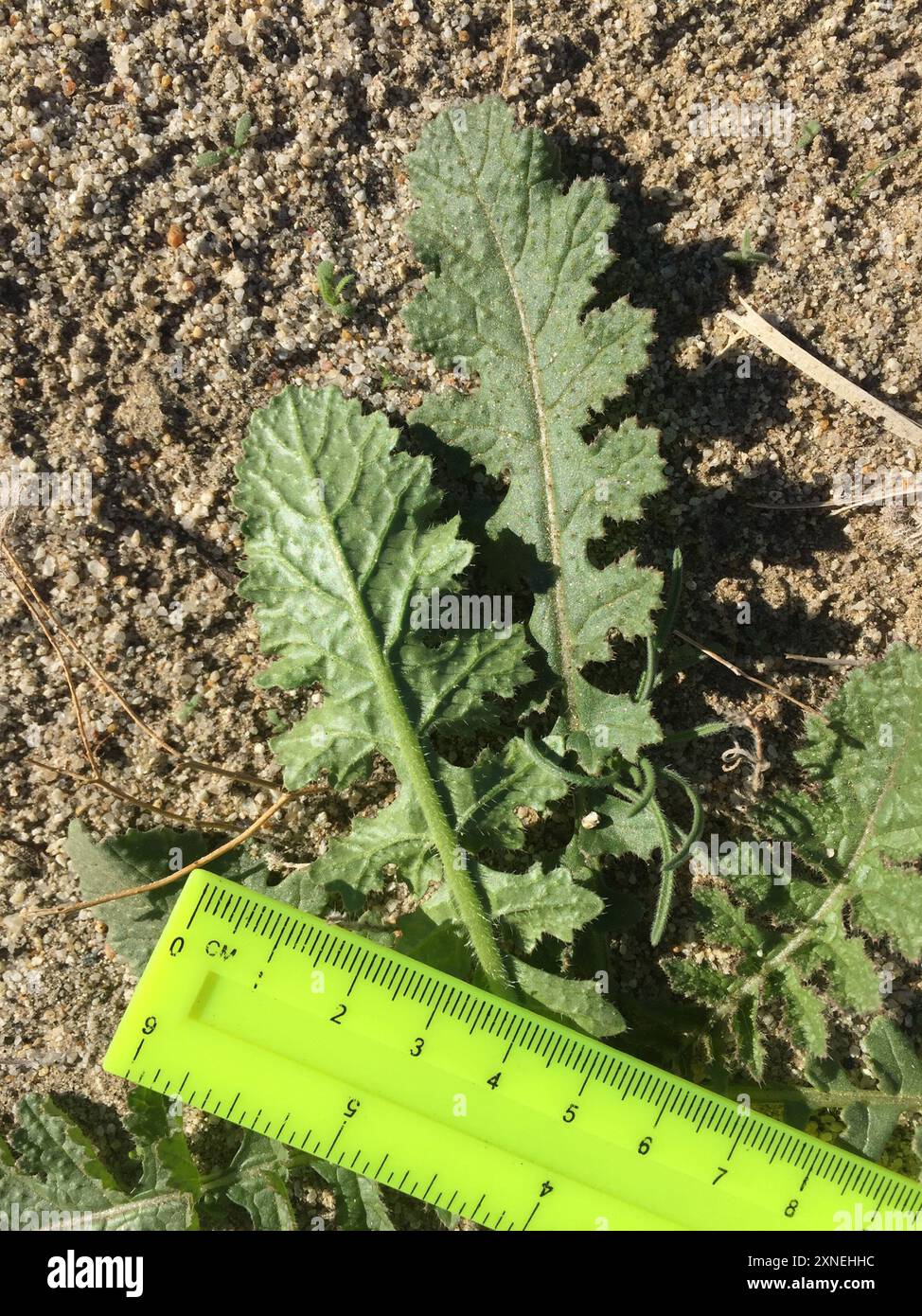 Saharan Mustard (Brassica tournefortii) Plantae Stock Photo - Alamy