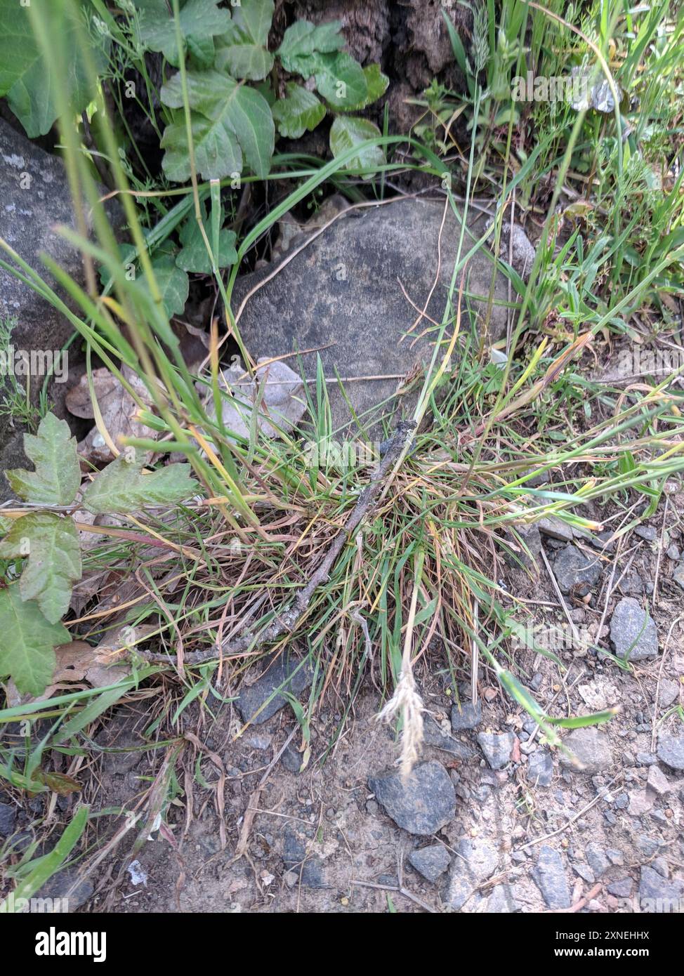 Bulbous Bluegrass (Poa bulbosa) Plantae Stock Photo - Alamy