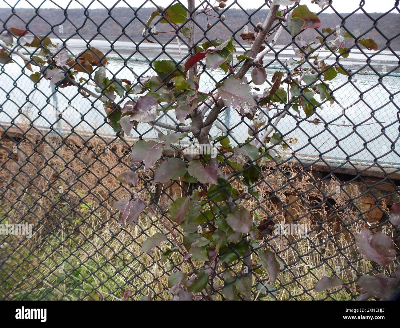Callery pear (Pyrus calleryana) Plantae Stock Photo - Alamy