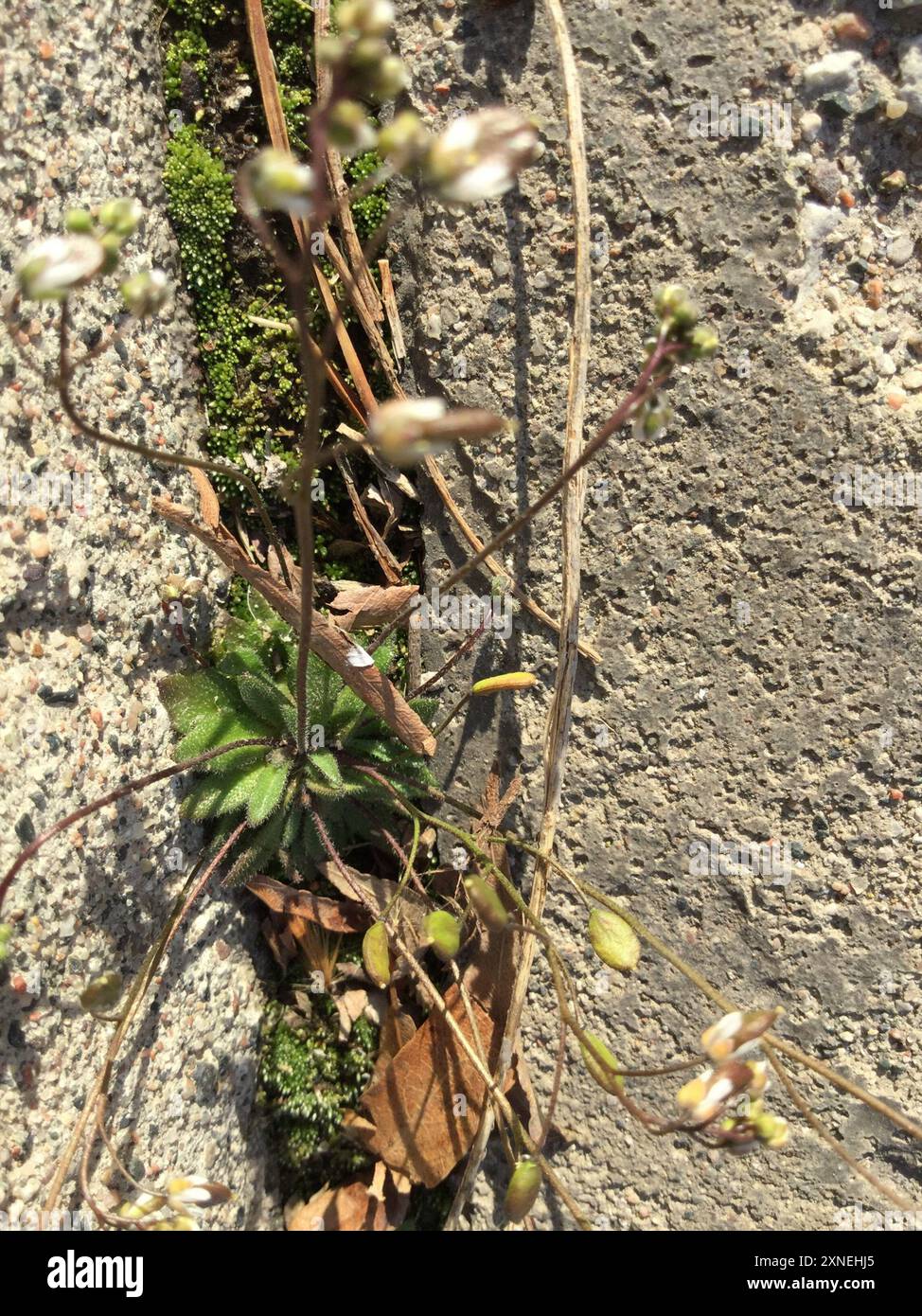 Common Whitlowgrass (Draba verna) Plantae Stock Photo - Alamy