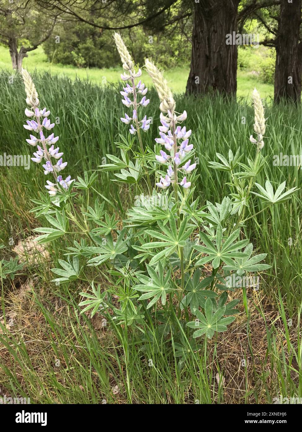 Silky Lupine (Lupinus sericeus) Plantae Stock Photo - Alamy