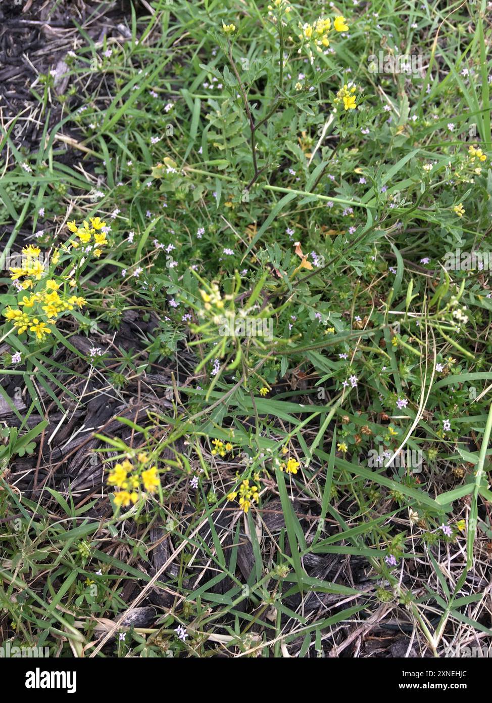 Creeping Yellowcress (Rorippa sylvestris) Plantae Stock Photo - Alamy