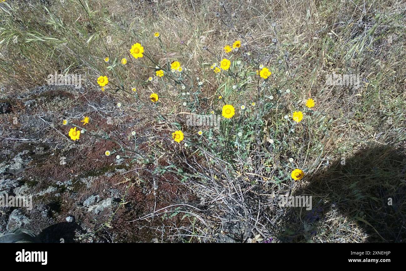 common woolly sunflower (Eriophyllum lanatum) Plantae Stock Photo - Alamy