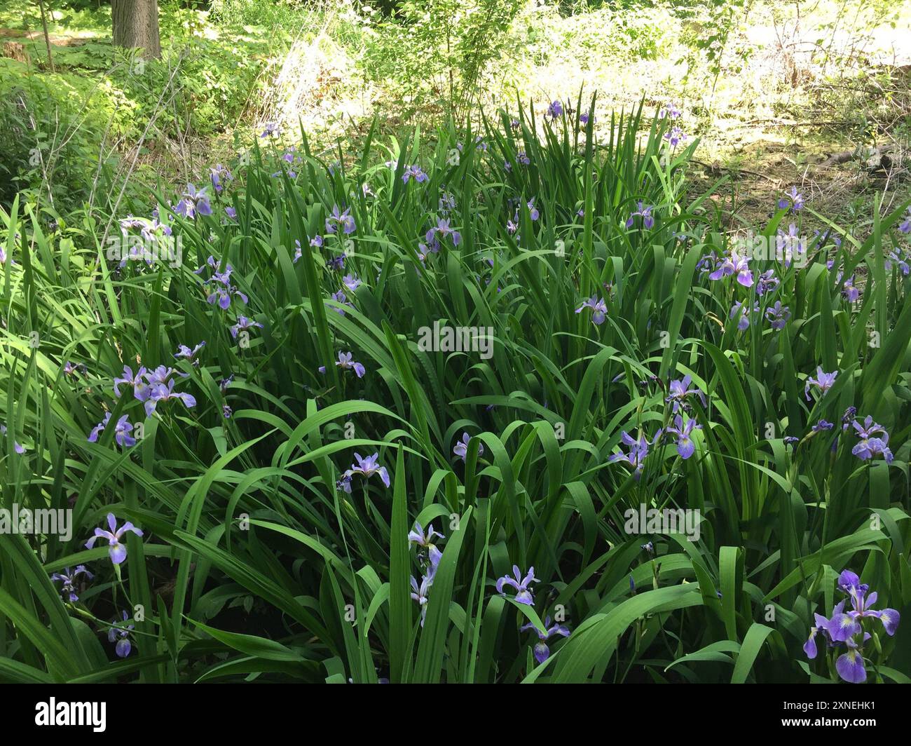 northern blue flag (Iris versicolor) Plantae Stock Photo - Alamy