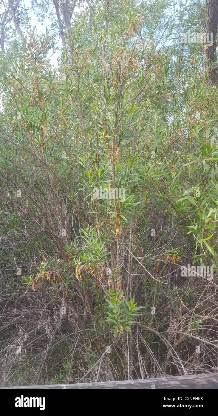 mule fat (Baccharis salicifolia) Plantae Stock Photo - Alamy