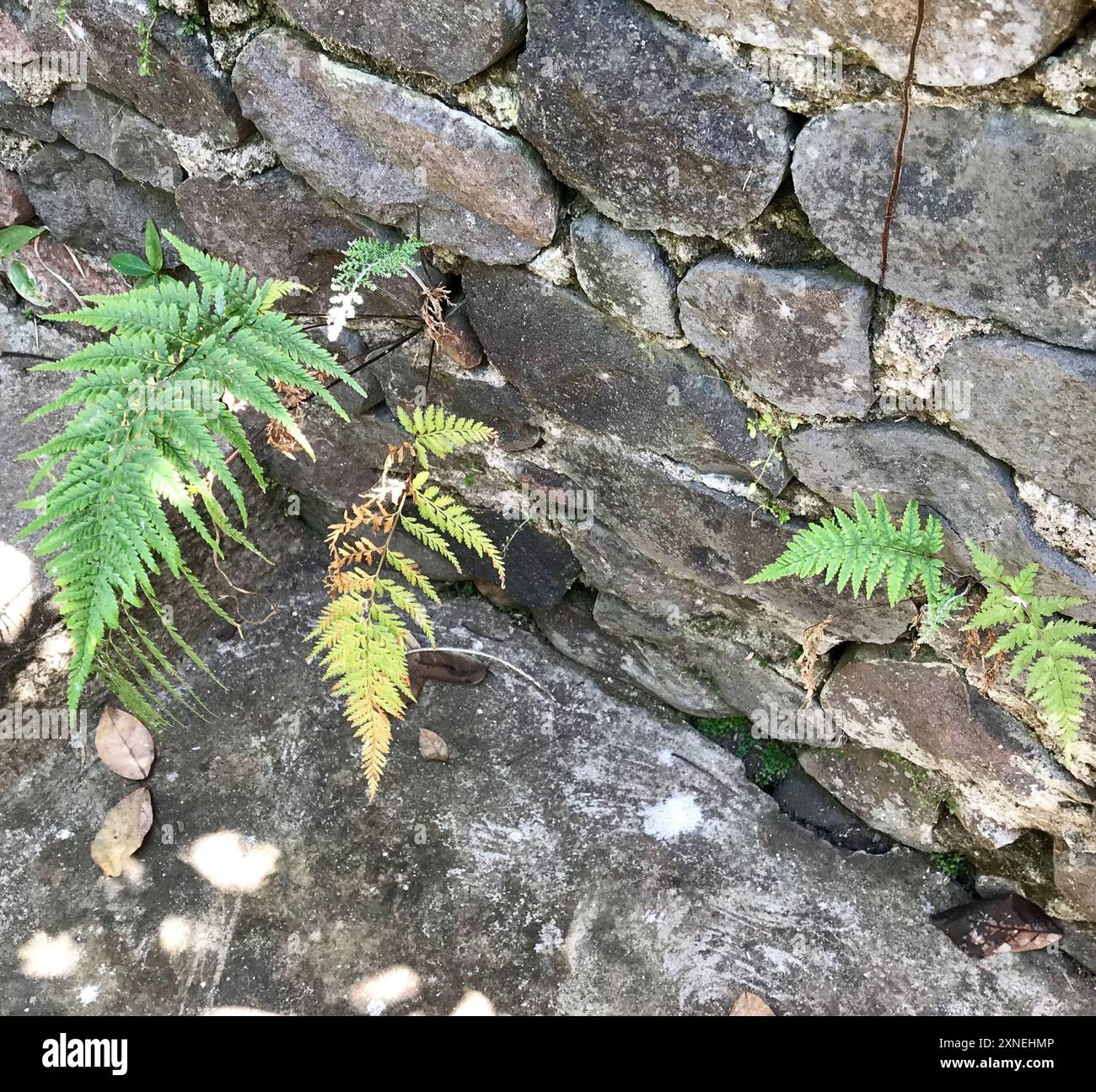 Silverback and Goldback Ferns (Pityrogramma) Plantae Stock Photo - Alamy