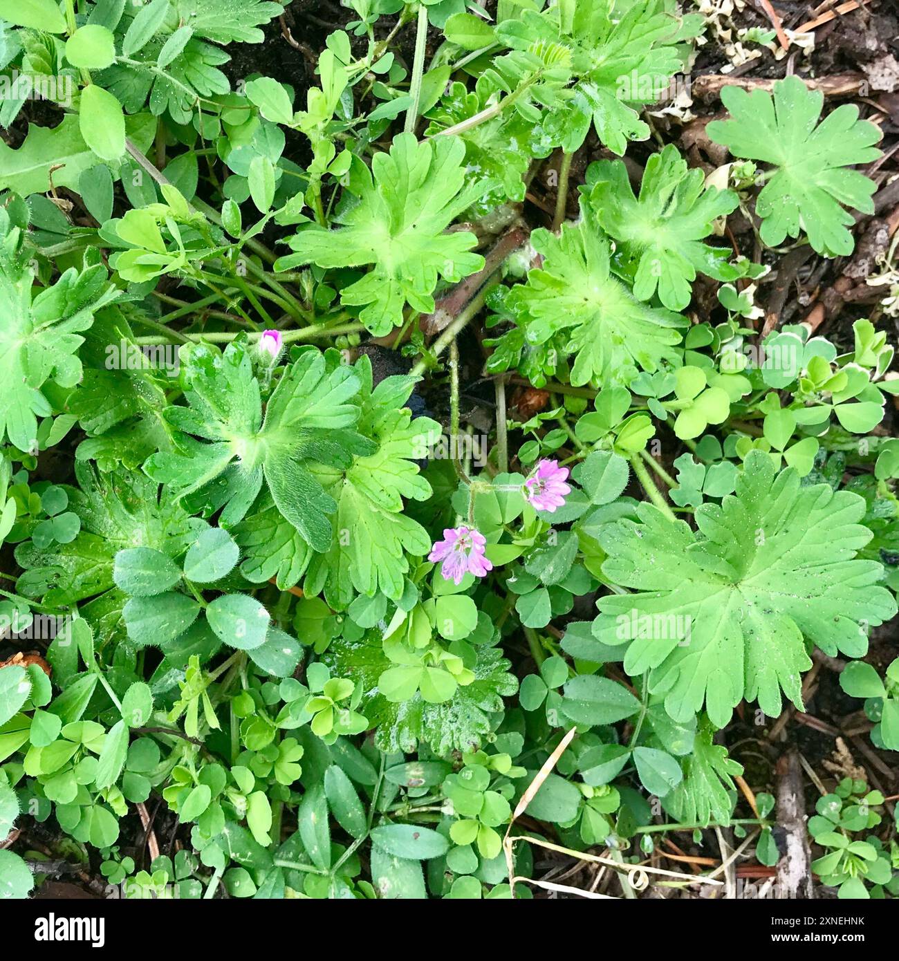 Dove's-foot crane's-bill (Geranium molle) Plantae Stock Photo - Alamy