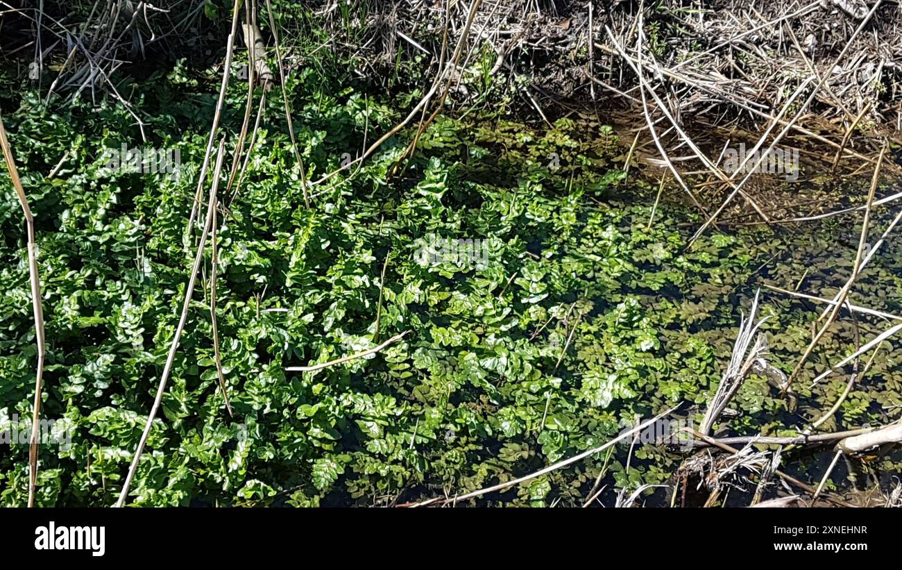 watercress (Nasturtium officinale) Plantae Stock Photo - Alamy