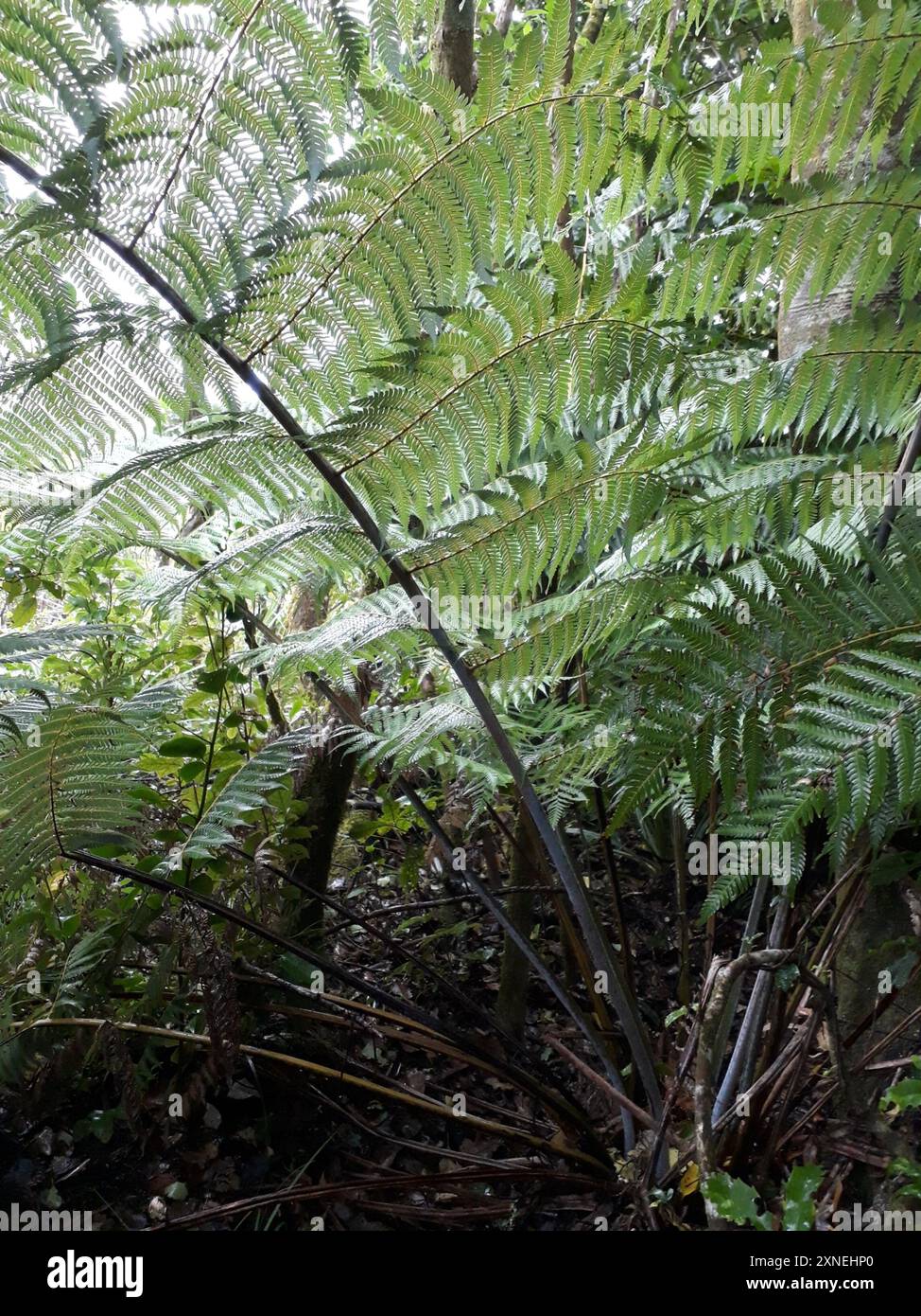 silver fern (Cyathea dealbata) Plantae Stock Photo - Alamy