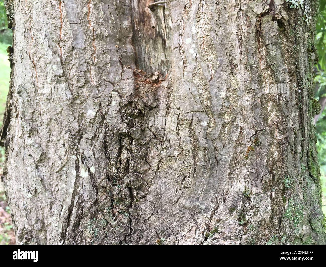 Japanese Chestnut (Castanea crenata) Plantae Stock Photo - Alamy