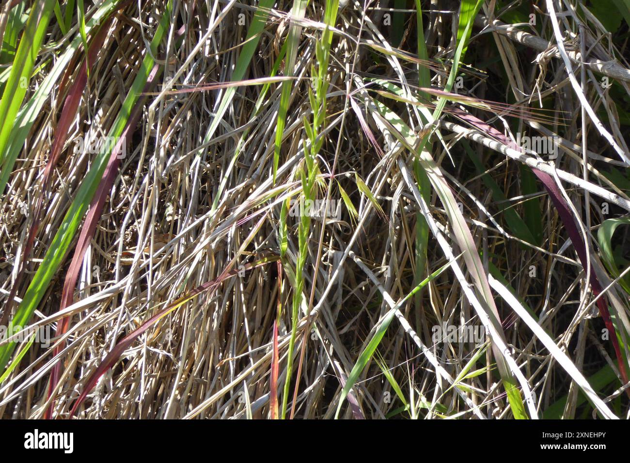 Italian Ryegrass (Lolium multiflorum) Plantae Stock Photo - Alamy
