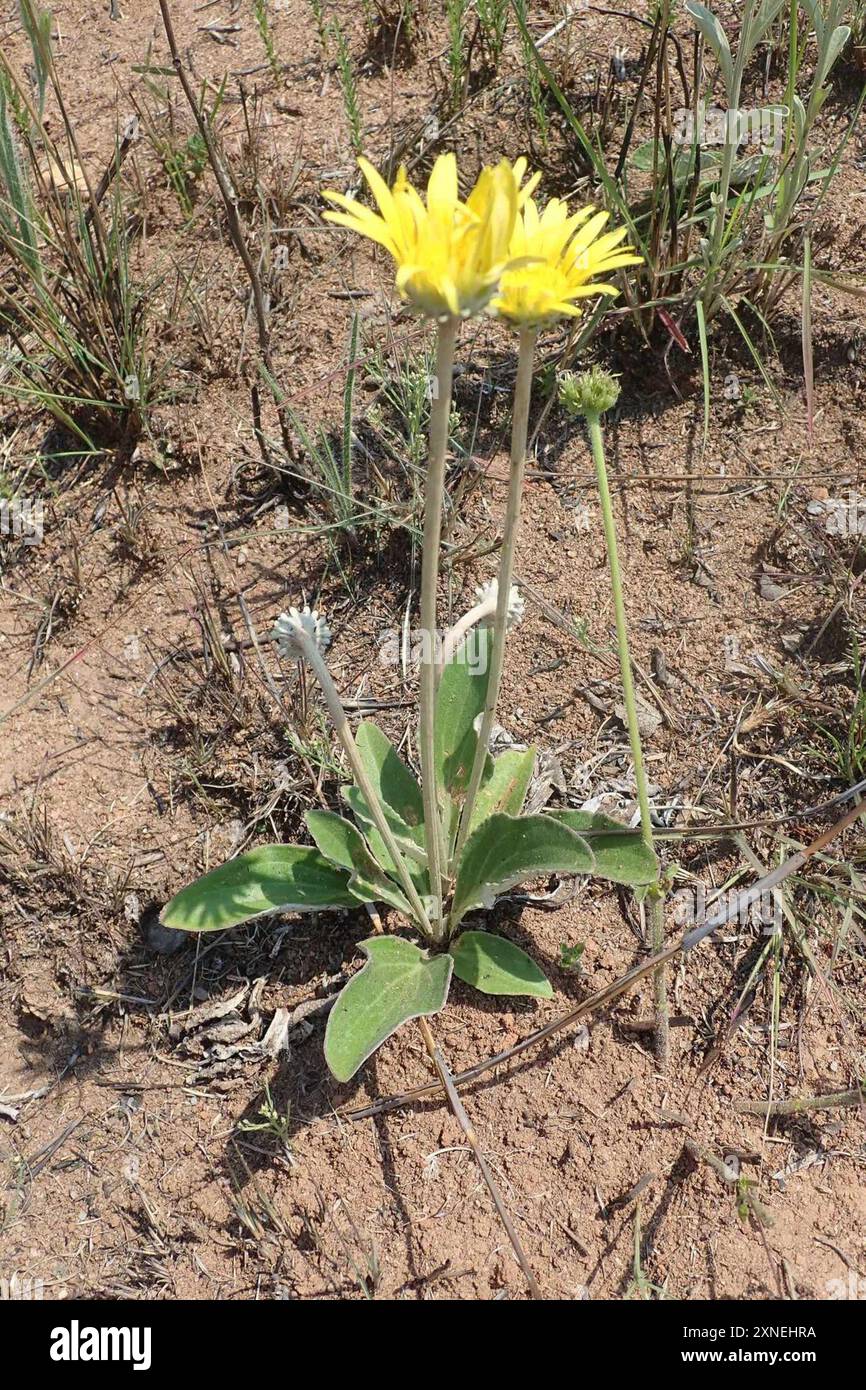 Common Falsegerbera (Haplocarpha scaposa) Plantae Stock Photo - Alamy