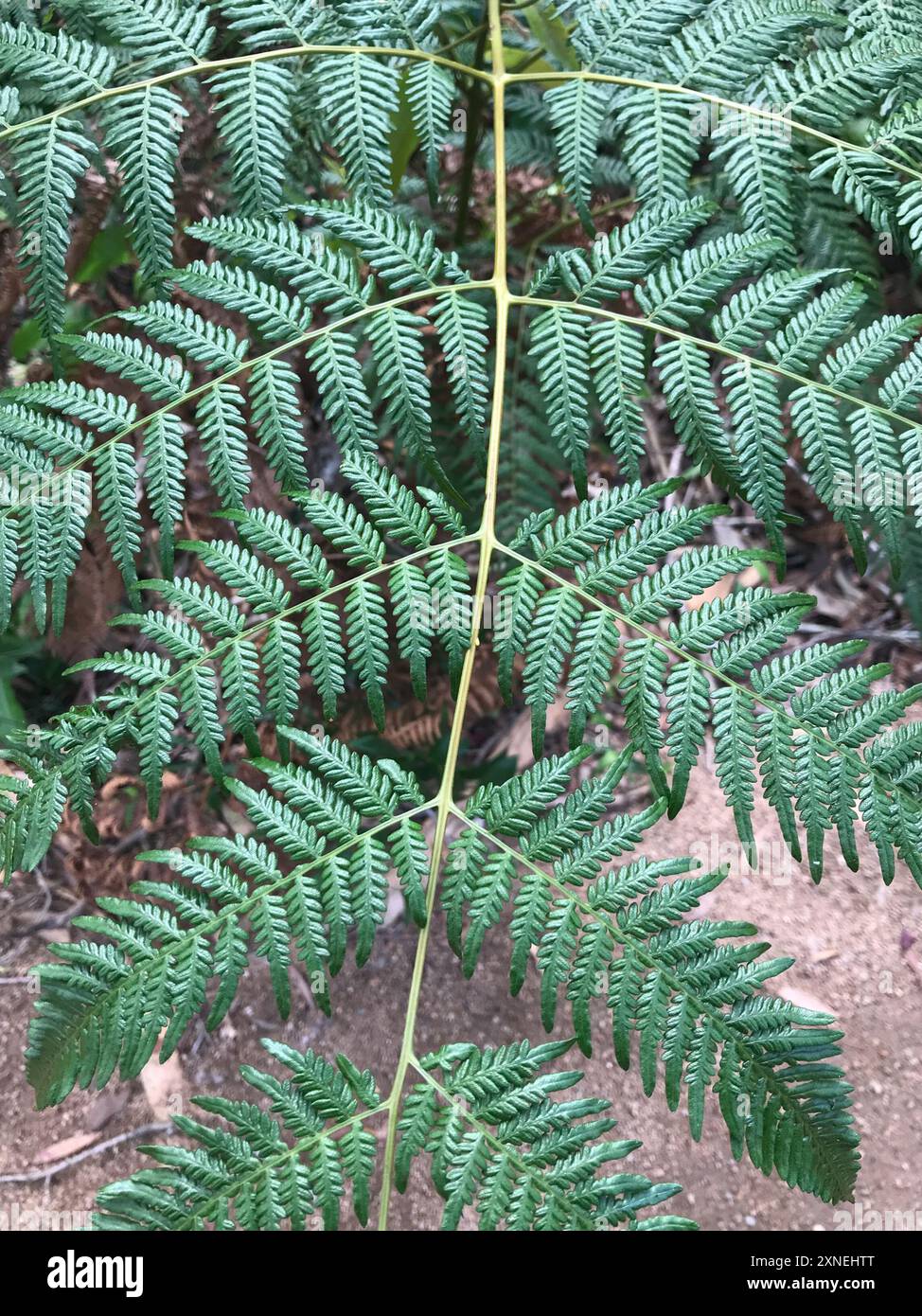 Austral Bracken (Pteridium esculentum) Plantae Stock Photo - Alamy