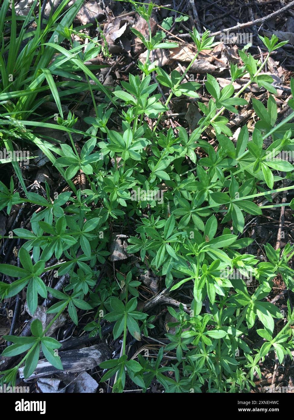 fragrant bedstraw (Galium triflorum) Plantae Stock Photo - Alamy