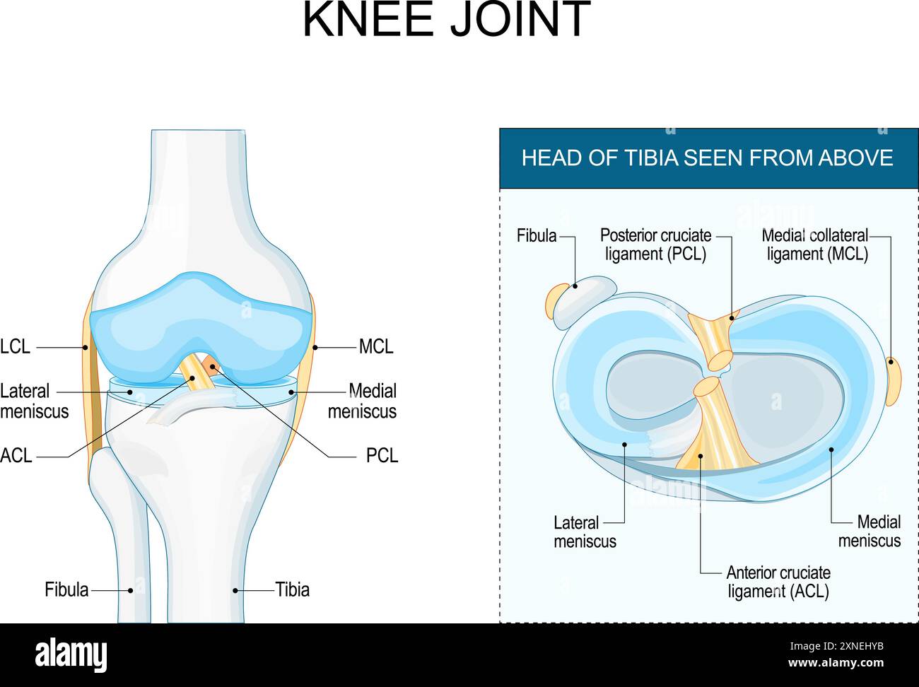 Knee Joint Anatomy Meniscus And Ligaments Of Human Knee Joint Structure Head Of Tibia Seen
