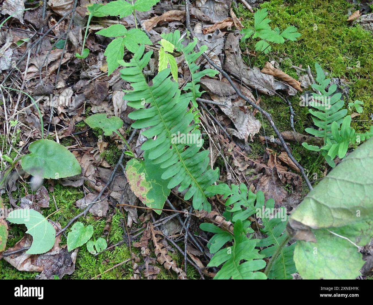 rock polypody (Polypodium virginianum) Plantae Stock Photo - Alamy