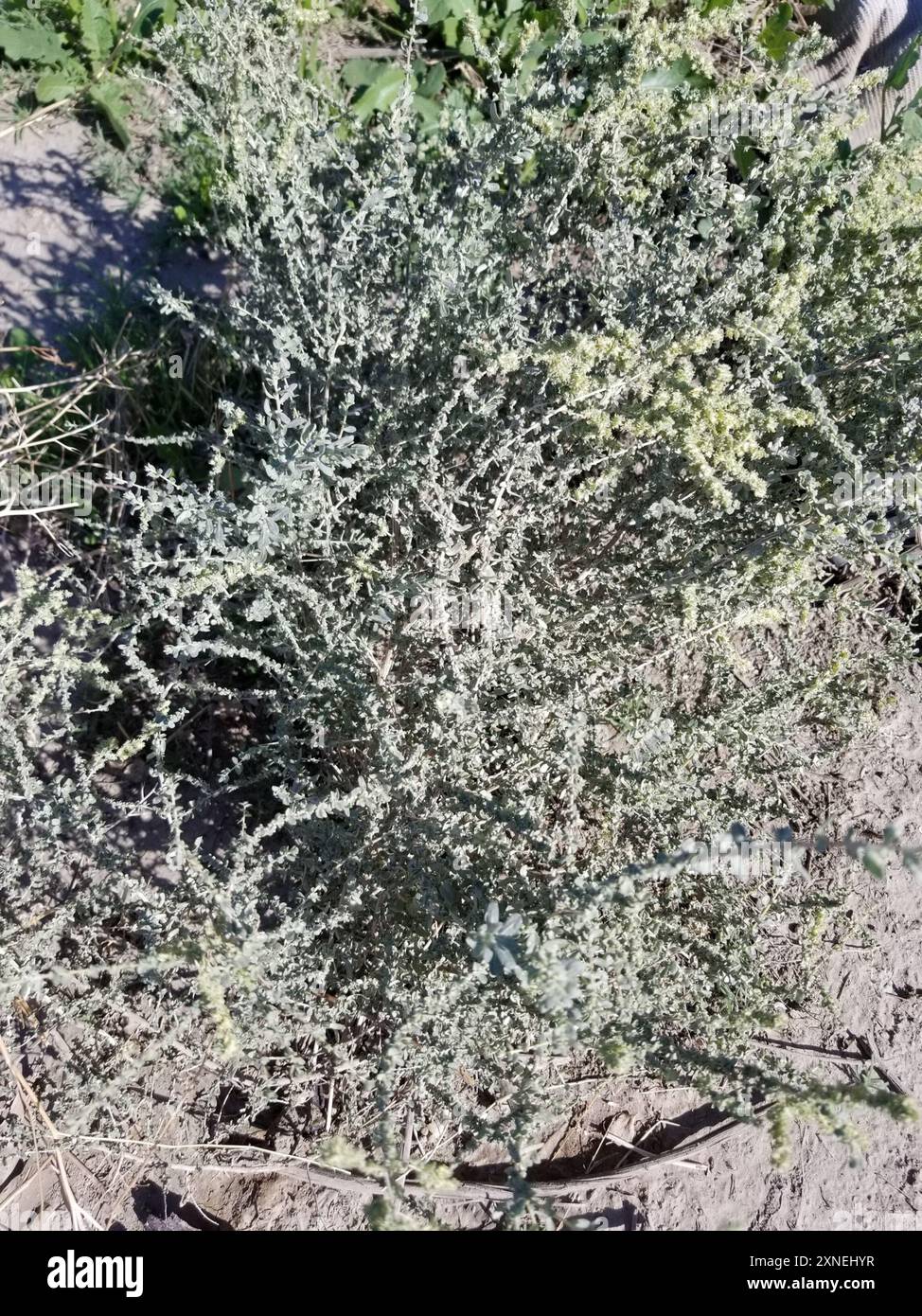 Cattle Saltbush (Atriplex polycarpa) Plantae Stock Photo - Alamy