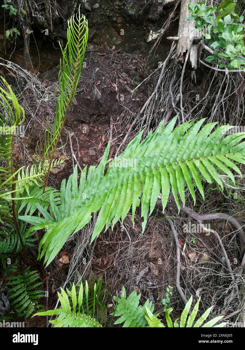Cape Hard Fern (Blechnum capense) Plantae Stock Photo - Alamy
