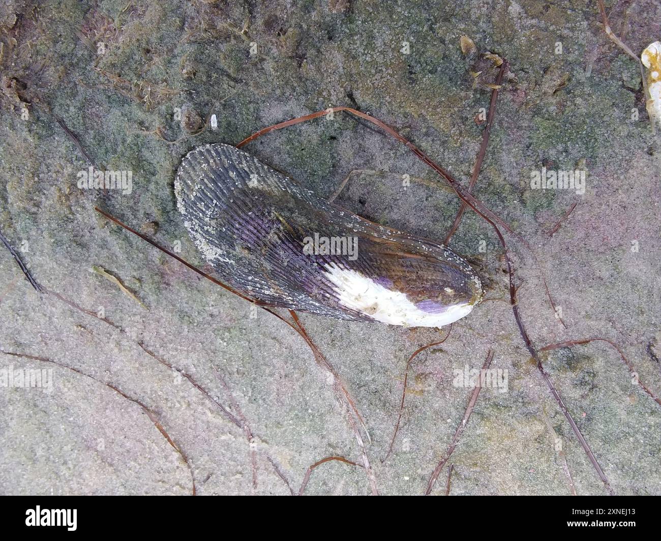 Atlantic Ribbed Mussel (Geukensia demissa) Mollusca Stock Photo - Alamy