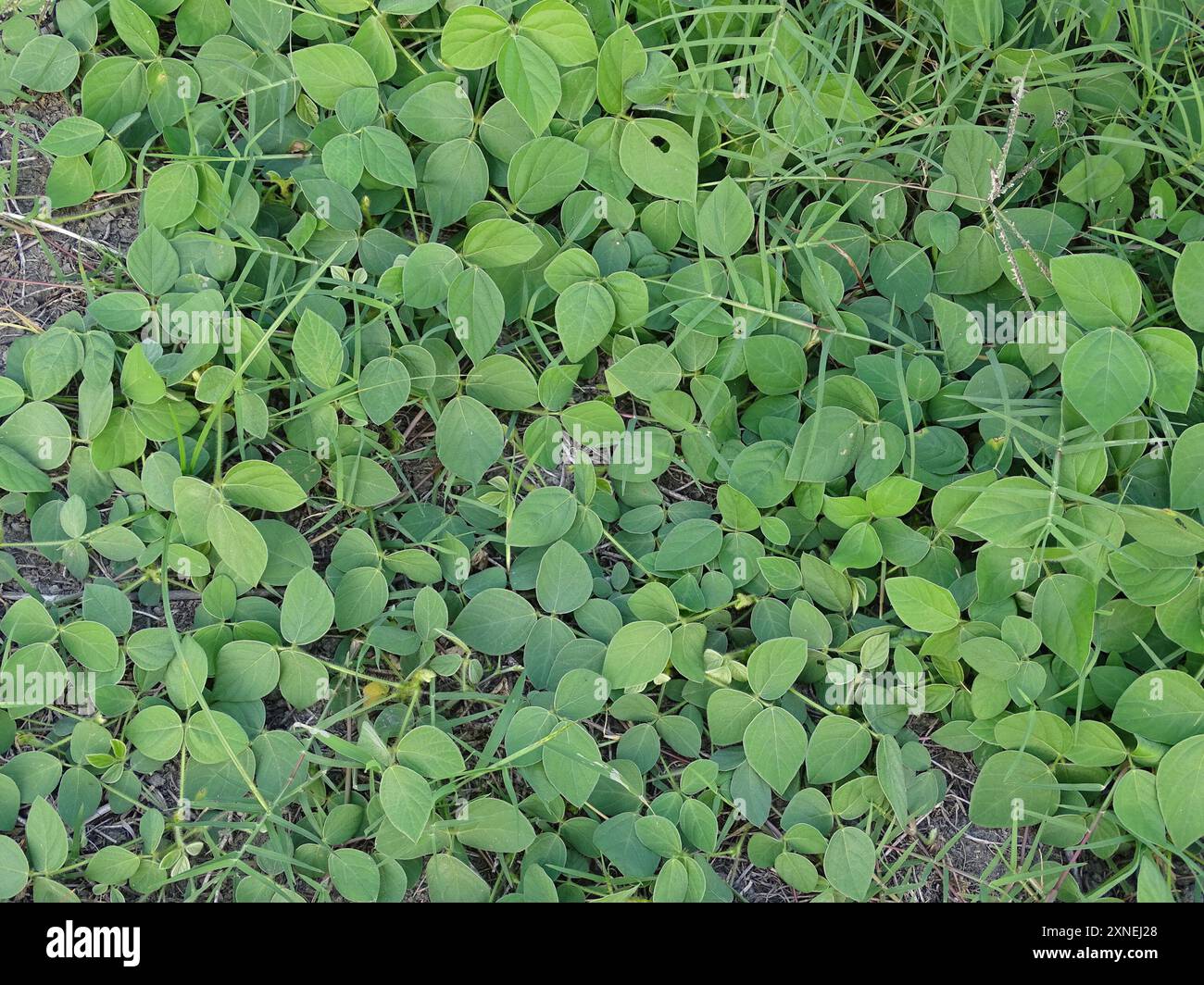 Calopo (Calopogonium mucunoides) Plantae Stock Photo - Alamy