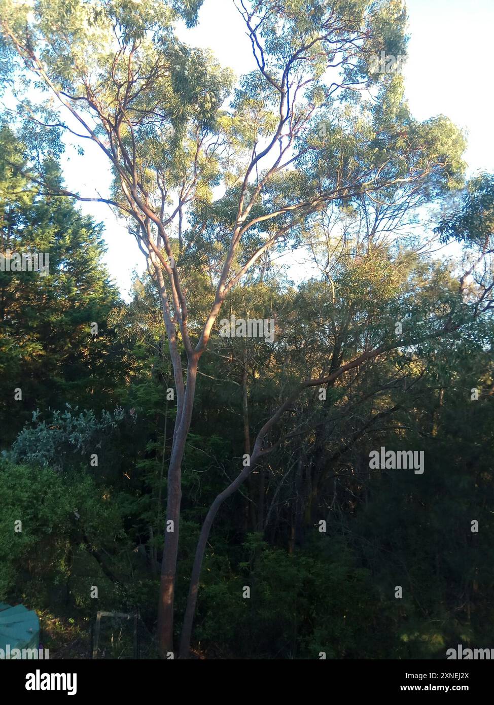 Smooth-barked apple (Angophora costata) Plantae Stock Photo - Alamy