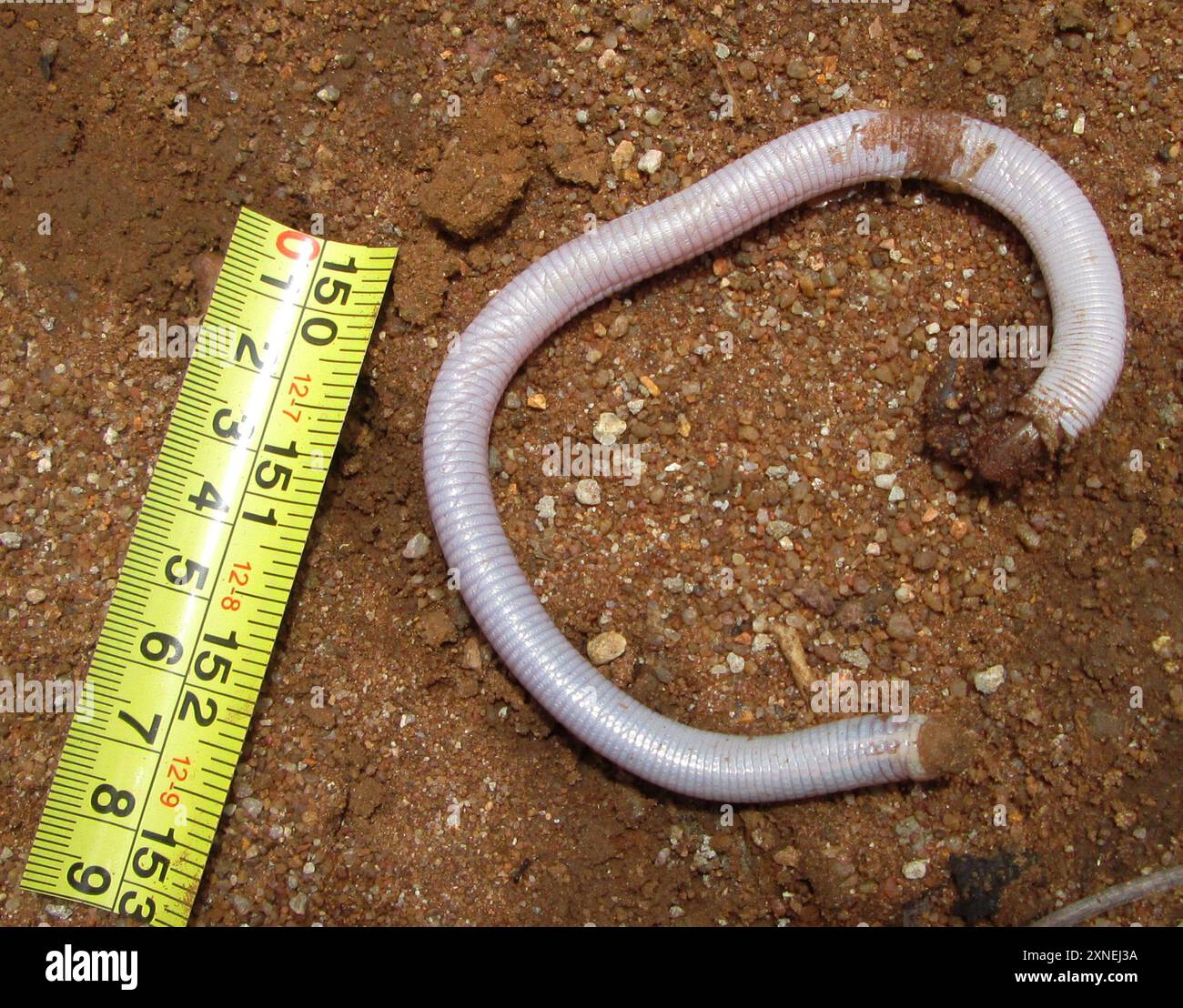 Cape Wedgesnouted Worm Lizard (Monopeltis capensis) Reptilia Stock ...