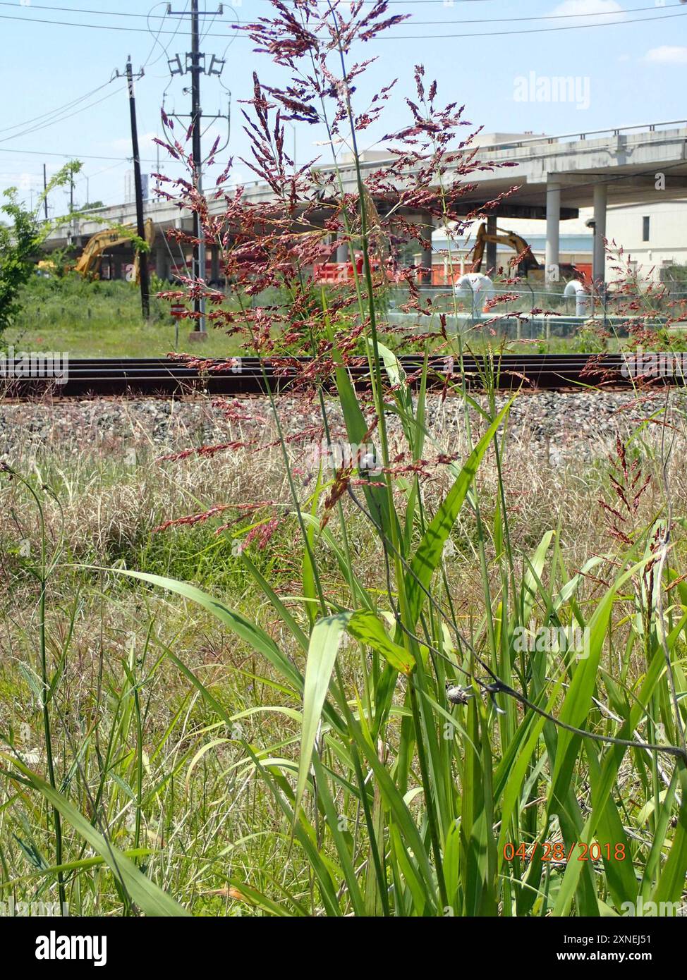 Johnson grass (Sorghum halepense) Plantae Stock Photo - Alamy