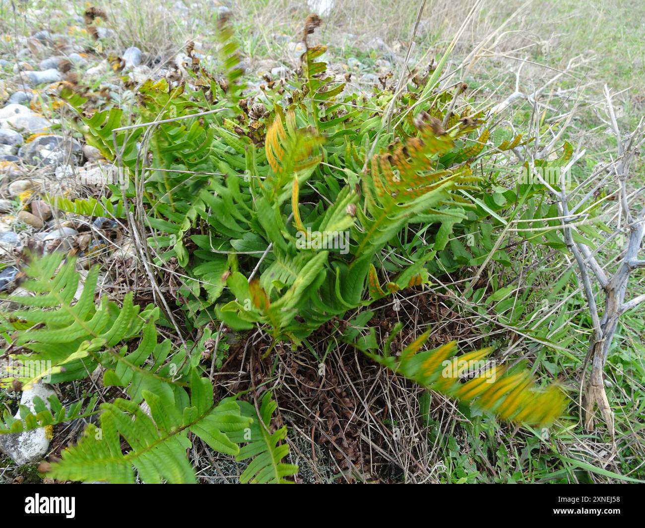 polypody ferns (Polypodium) Plantae Stock Photo - Alamy