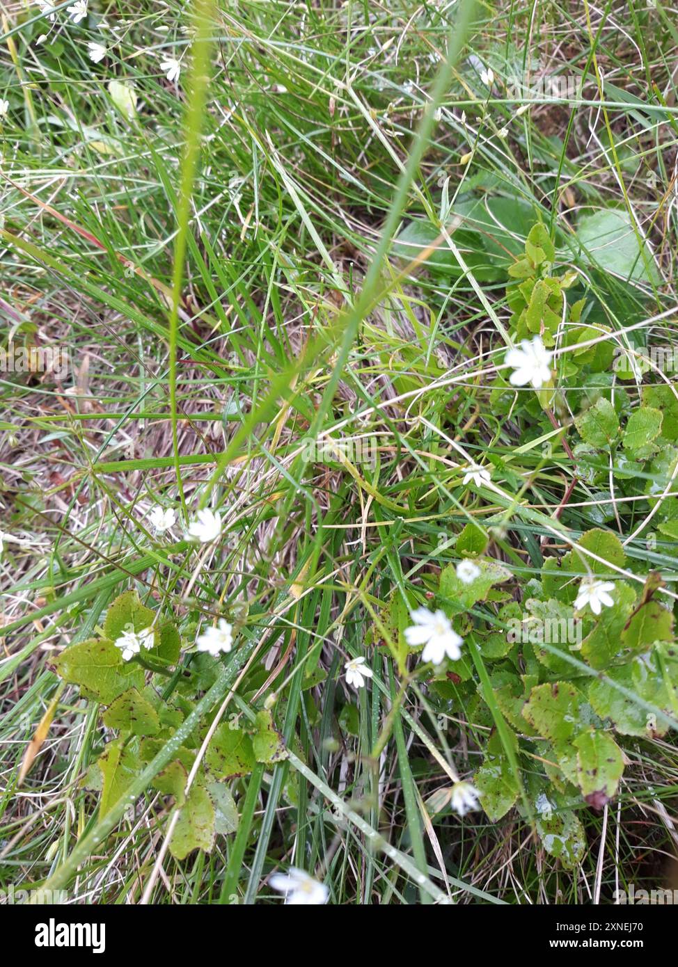 lesser stitchwort (Stellaria graminea) Plantae Stock Photo - Alamy