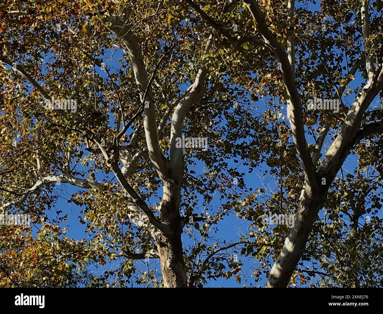 American sycamore (Platanus occidentalis) Plantae Stock Photo - Alamy