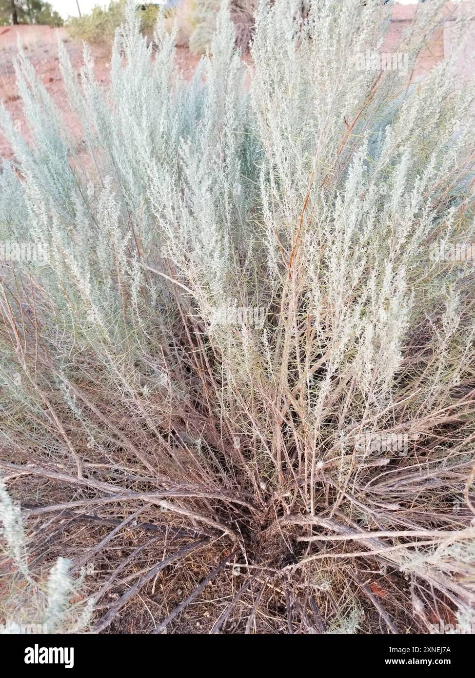 sand sagebrush (Artemisia filifolia) Plantae Stock Photo - Alamy